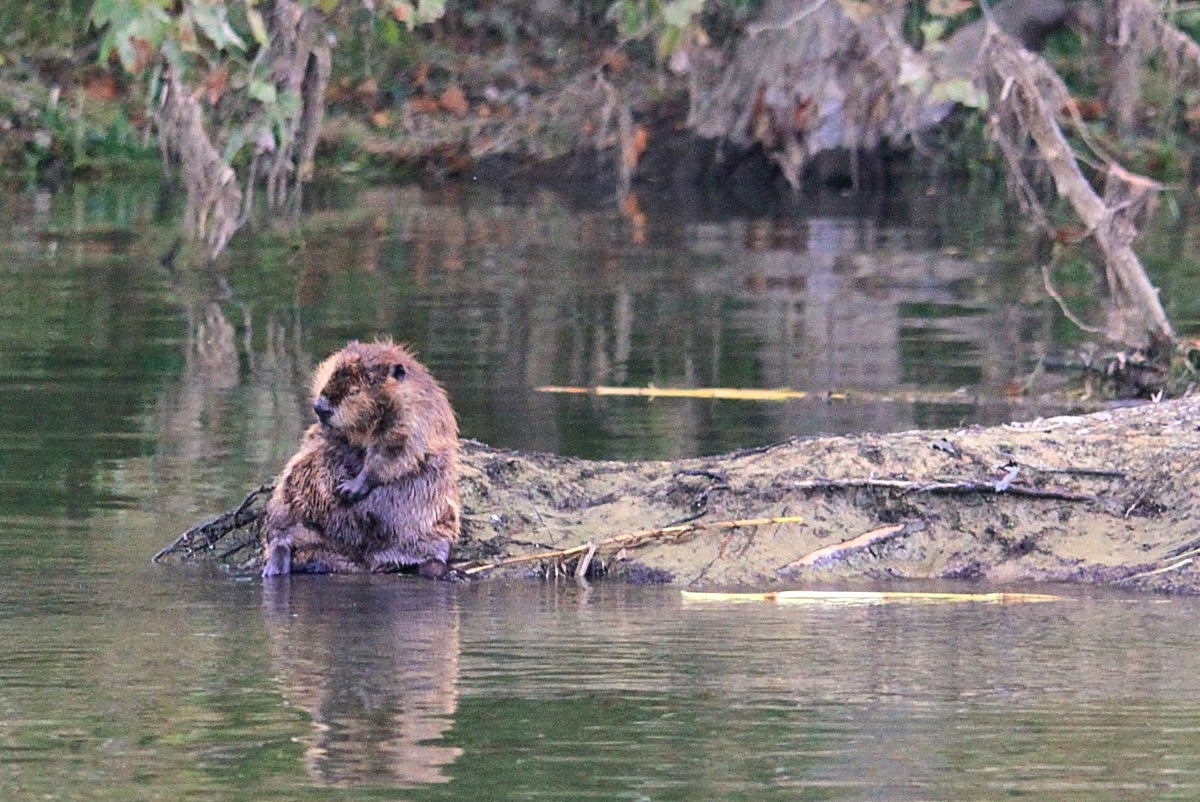 Gary's Outdoor Wanderings2: MORE UNUSUAL BEAVER PICS