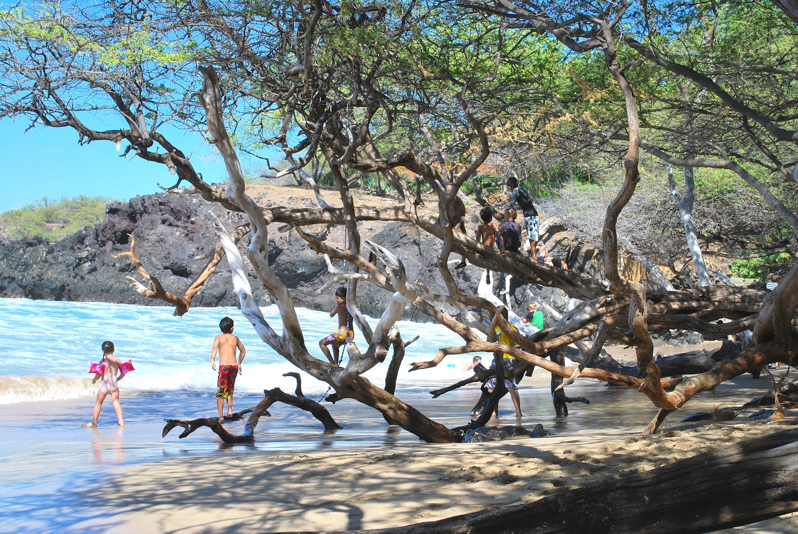 Aloha Joe in Hawaii: Monkeys sighted in a tree next to the Pacific ...