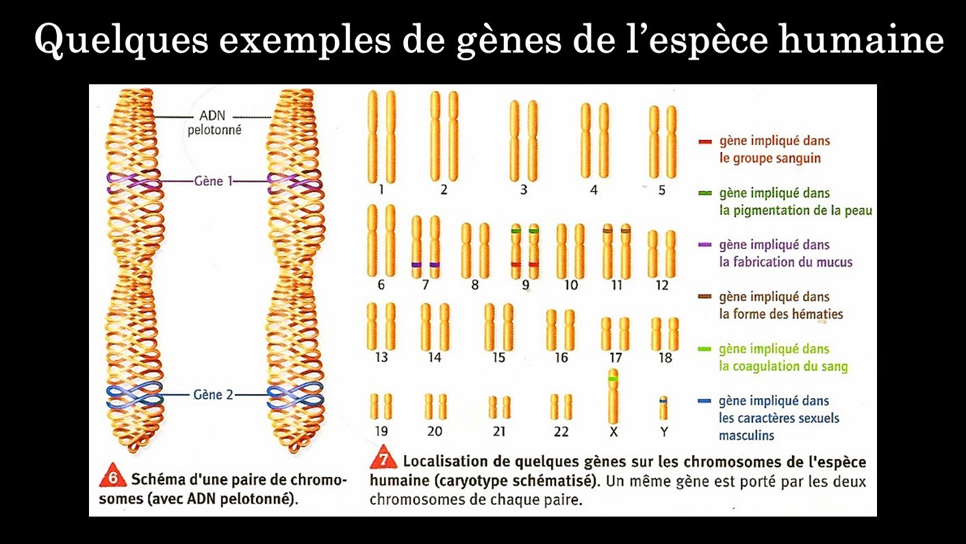 Le labo d'Anissa - SVT: Chapitre 3 : Chromosomes, gènes, allèles (3ème).