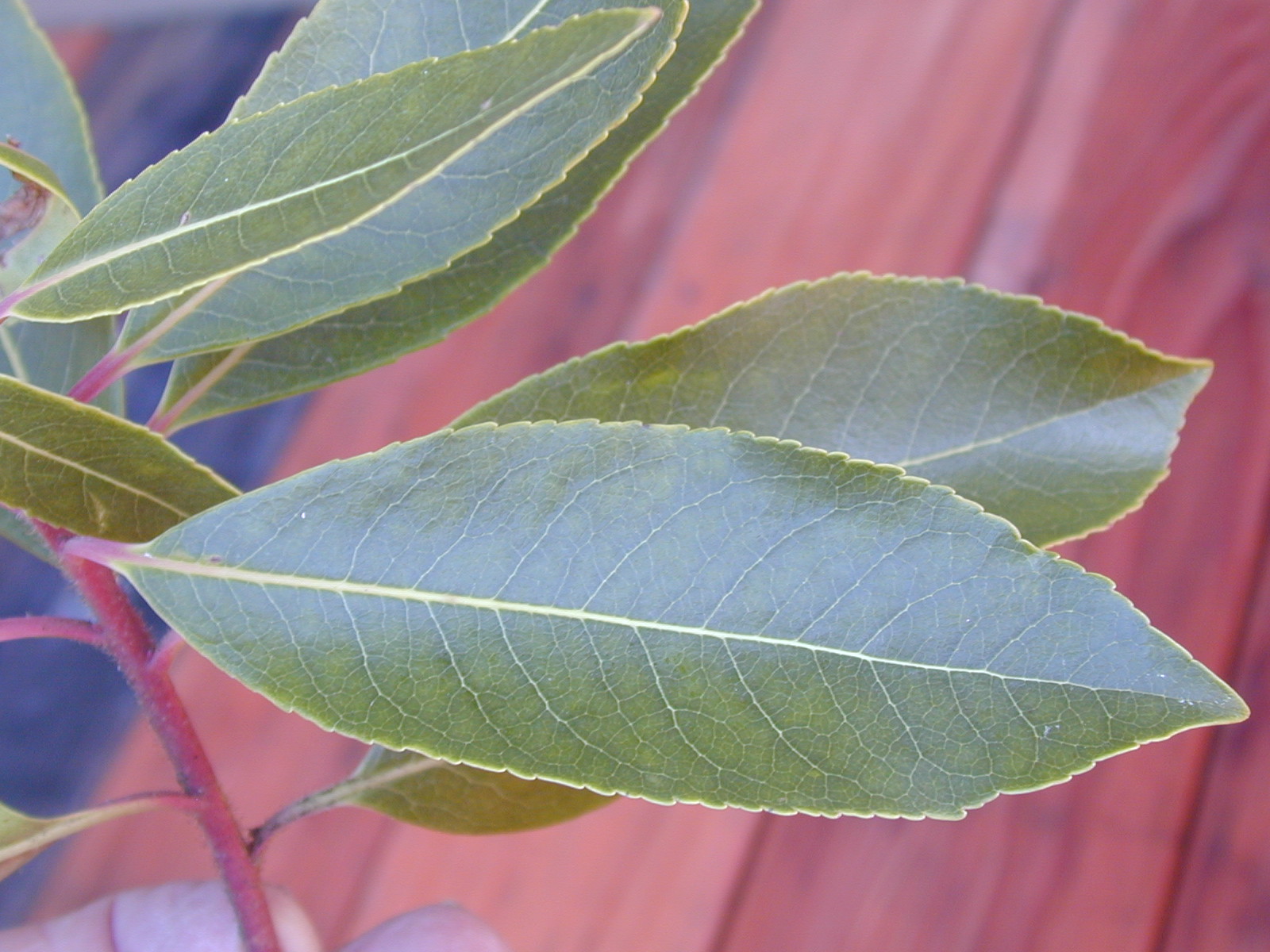 Trees of Santa Cruz County: Arbutus 'Marina' - Marina Strawberry tree