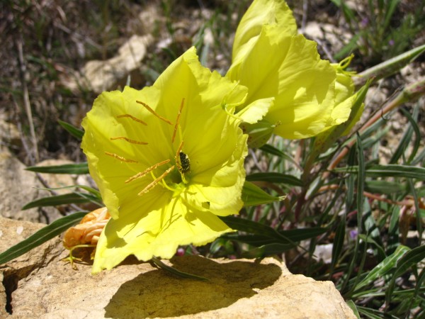 Durango Texas: A Yellow Flower Blooms On The Tandy Hills While The ...