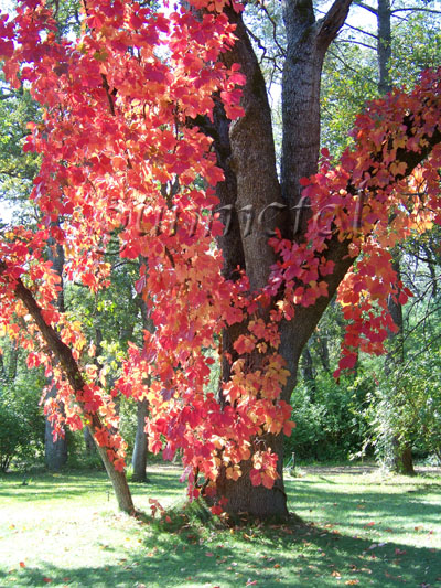 The Gunmetal Garden: Flaming Oak Tree