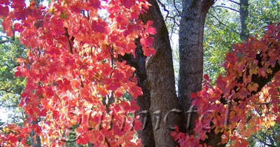 The Gunmetal Garden: Flaming Oak Tree