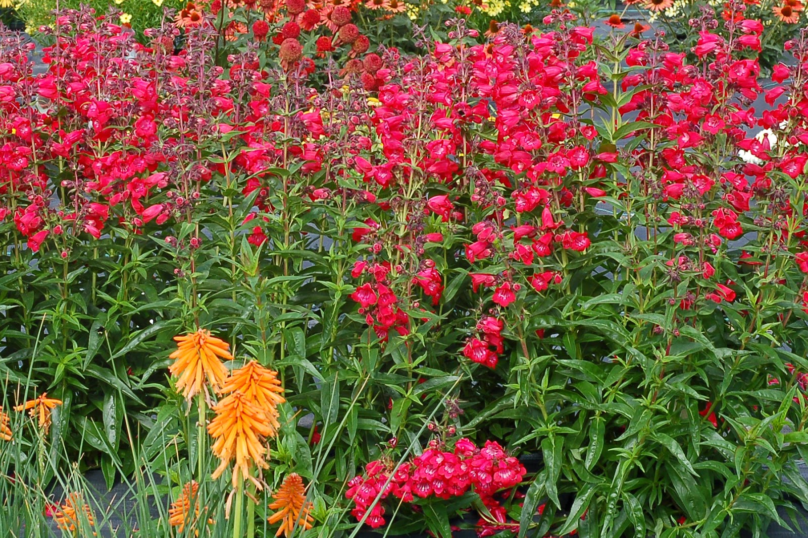 Cha Cha Cherry Penstemon - ooohhhh.....