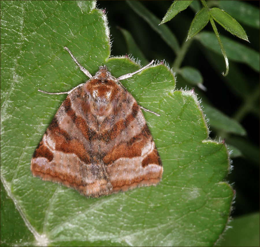 © Joan Rodó / Fotografia 1: 🦋 Euclidia glyphica 🦋