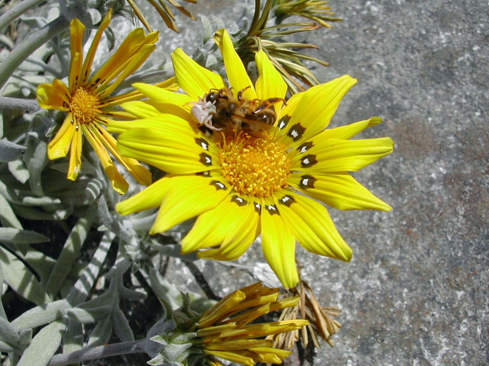 FOTOGRAFIAS DEL MUNDO: Flores e Insectos (Dedicado a Sol López Navarro)