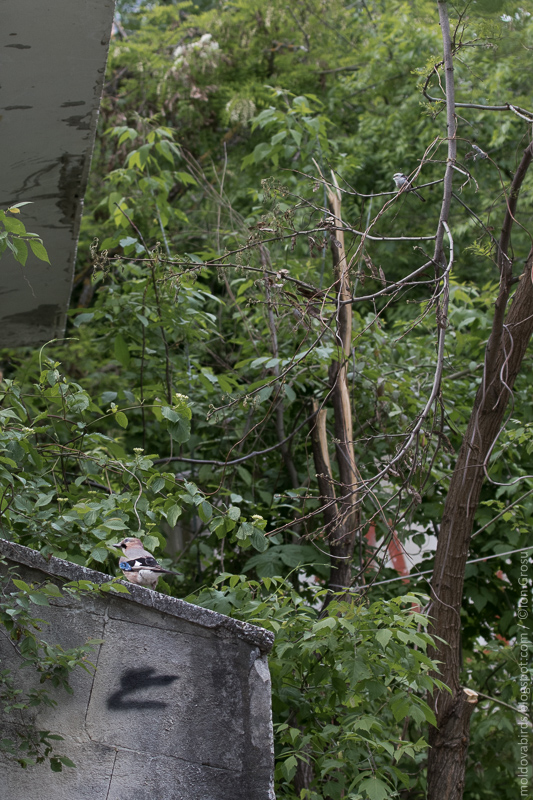 Păsări din Moldova: Pițigoiul codat din Valea Trandafirilor