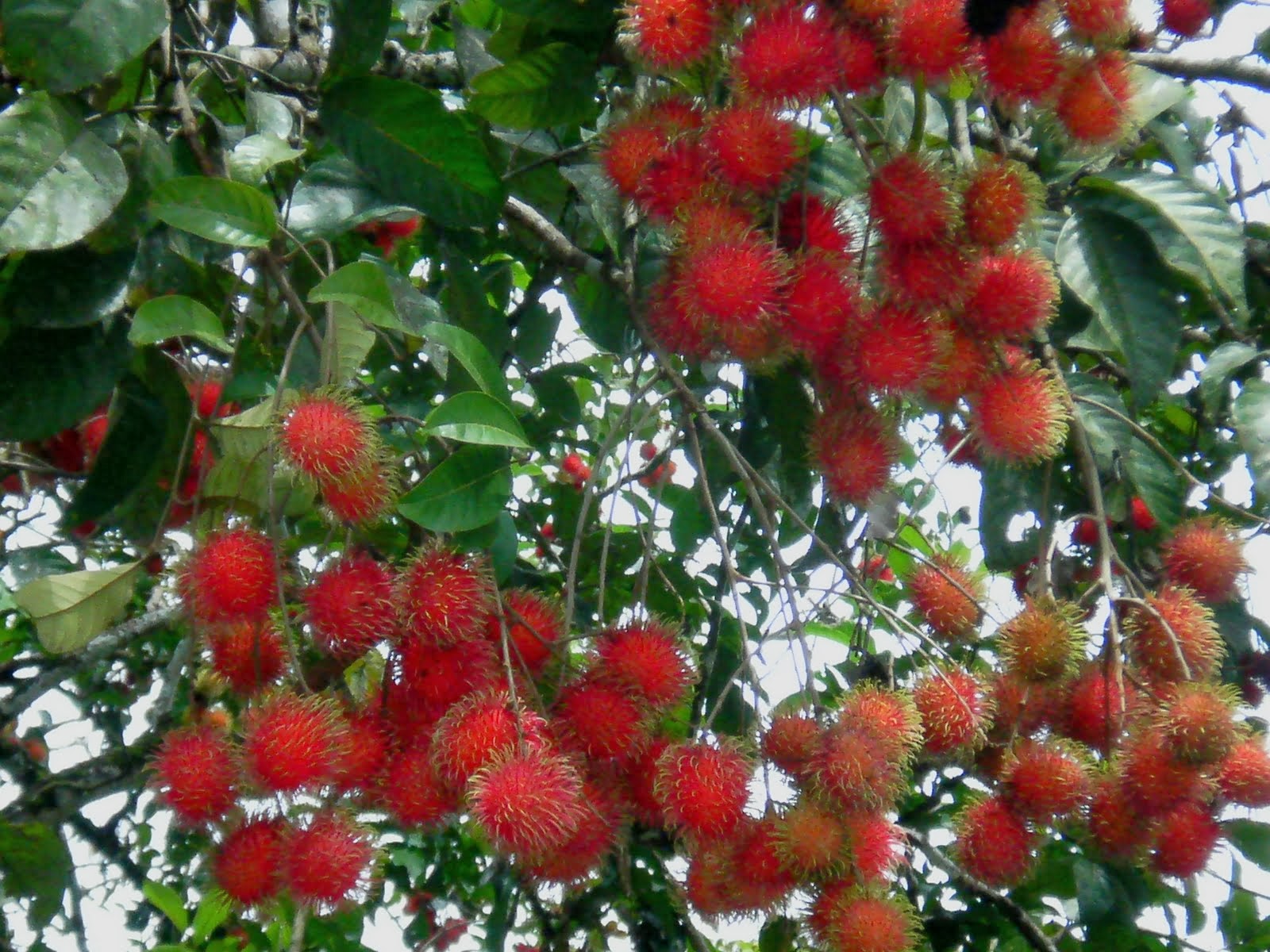 Rambutan | Asian's Feast