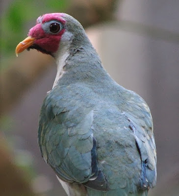 Bird Directory: Jambu Fruit Dove