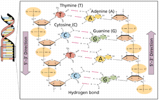 DNA DAN MOLEKUL GENETIK | YANJUZ