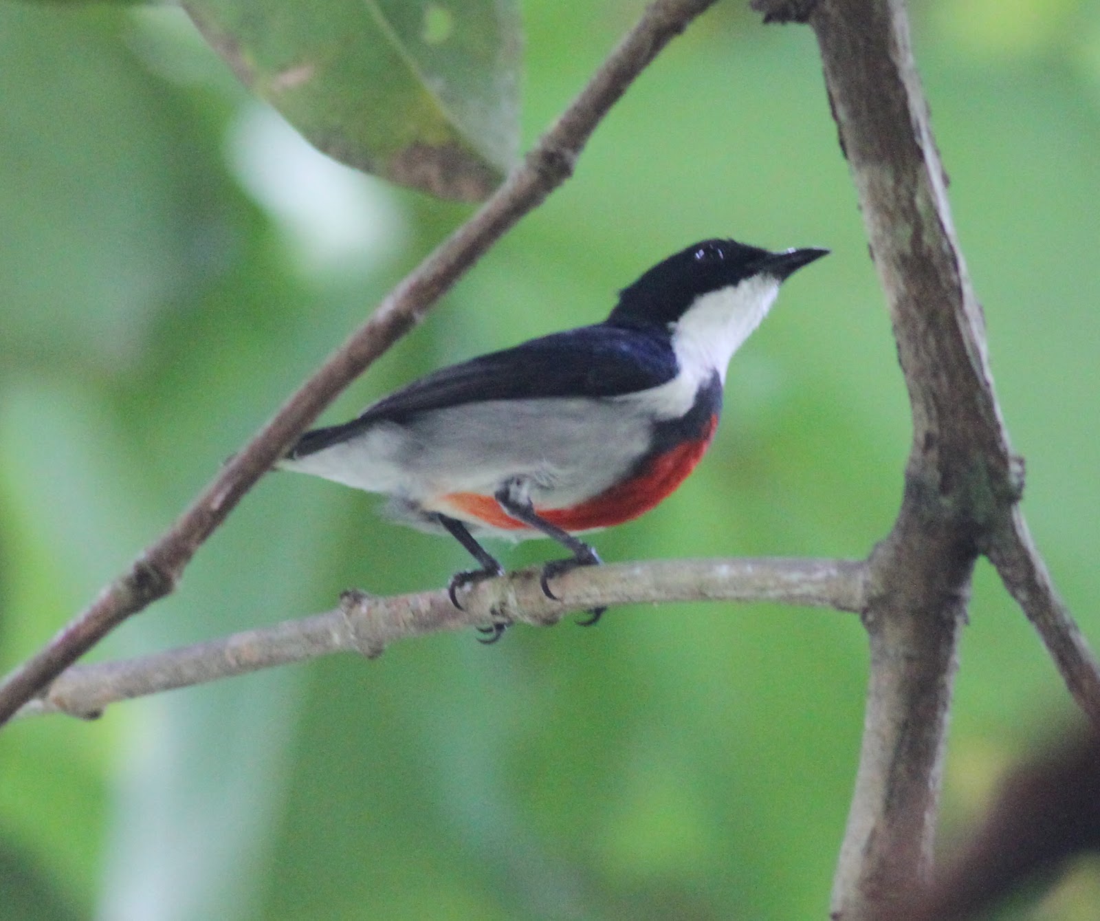 A Birder in The Philippines: Flowerpeckers of The Philippines