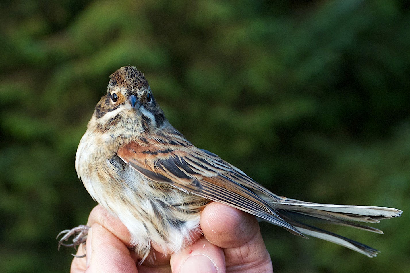 Charlie Sargent's bird ringing: Fygyn Common. Another new species ...
