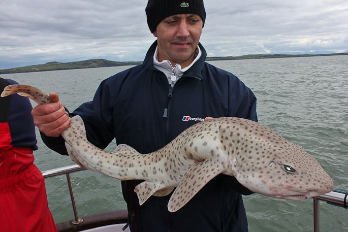 Fish of the Month November Entry - Huss, My Way!