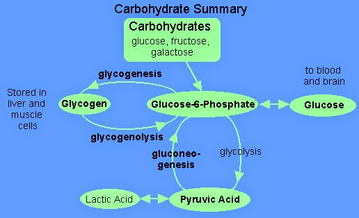 Glikogenesis, Glikogenolisis, dan Glukoneogenesis - EDUBIO