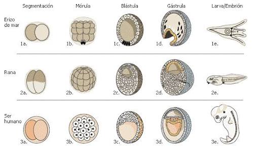 Biologia Genial: Embriologia