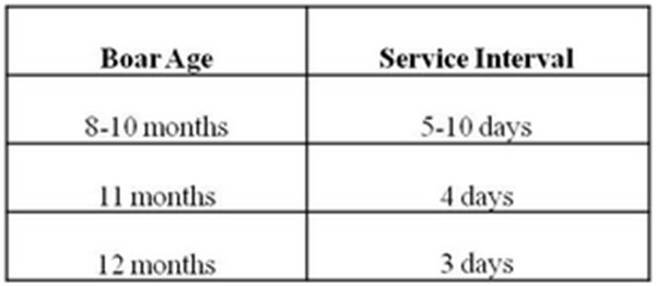 Pig Production: Boar Management