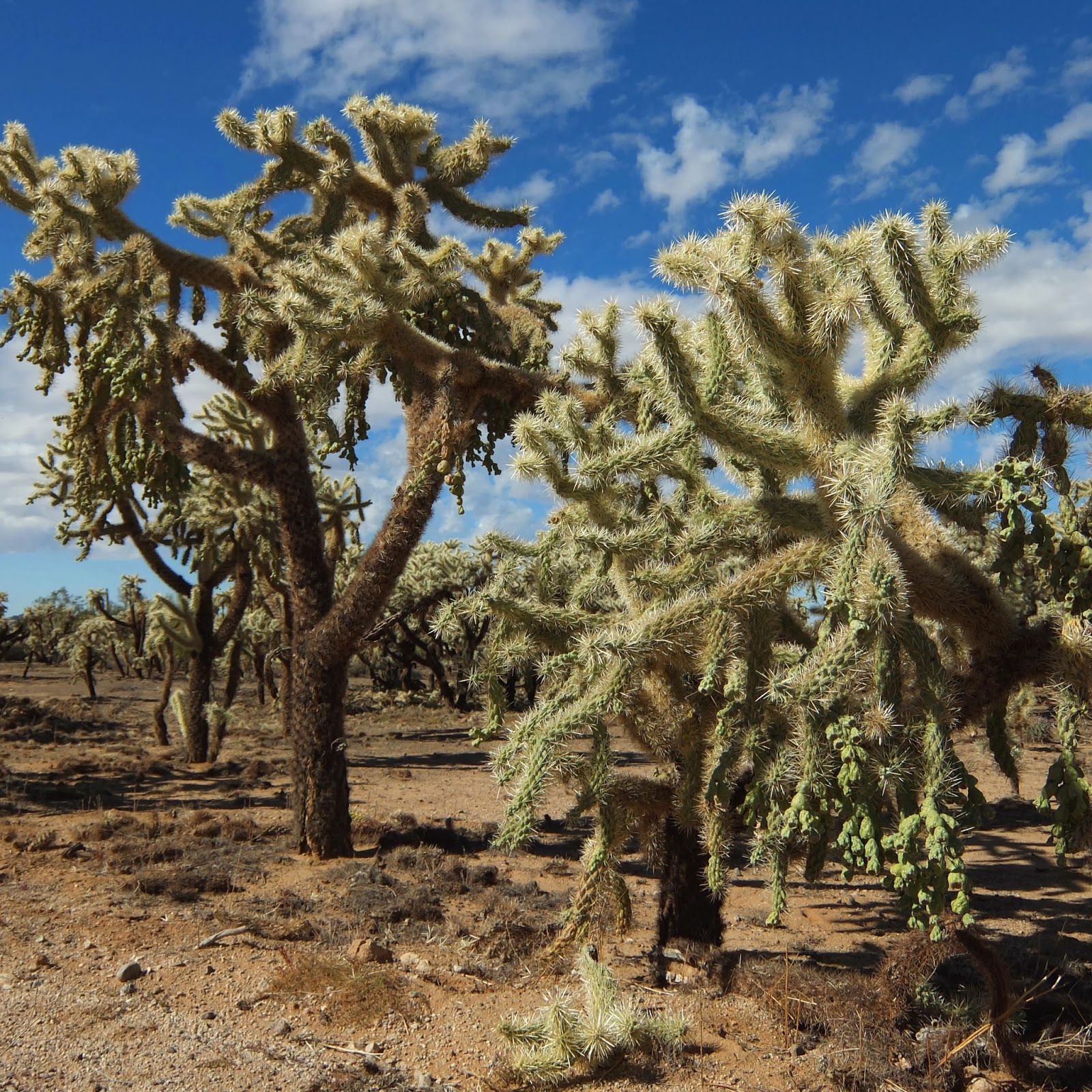 stf in sf: Cholla Cacti
