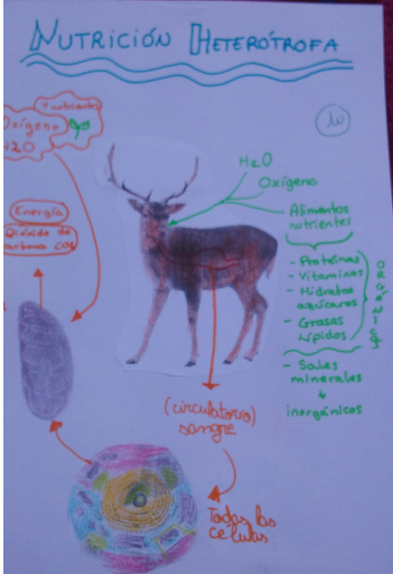 Bilingual Natural Sciences - By The BGTeacher: ACTIVIDAD GRUPAL ...