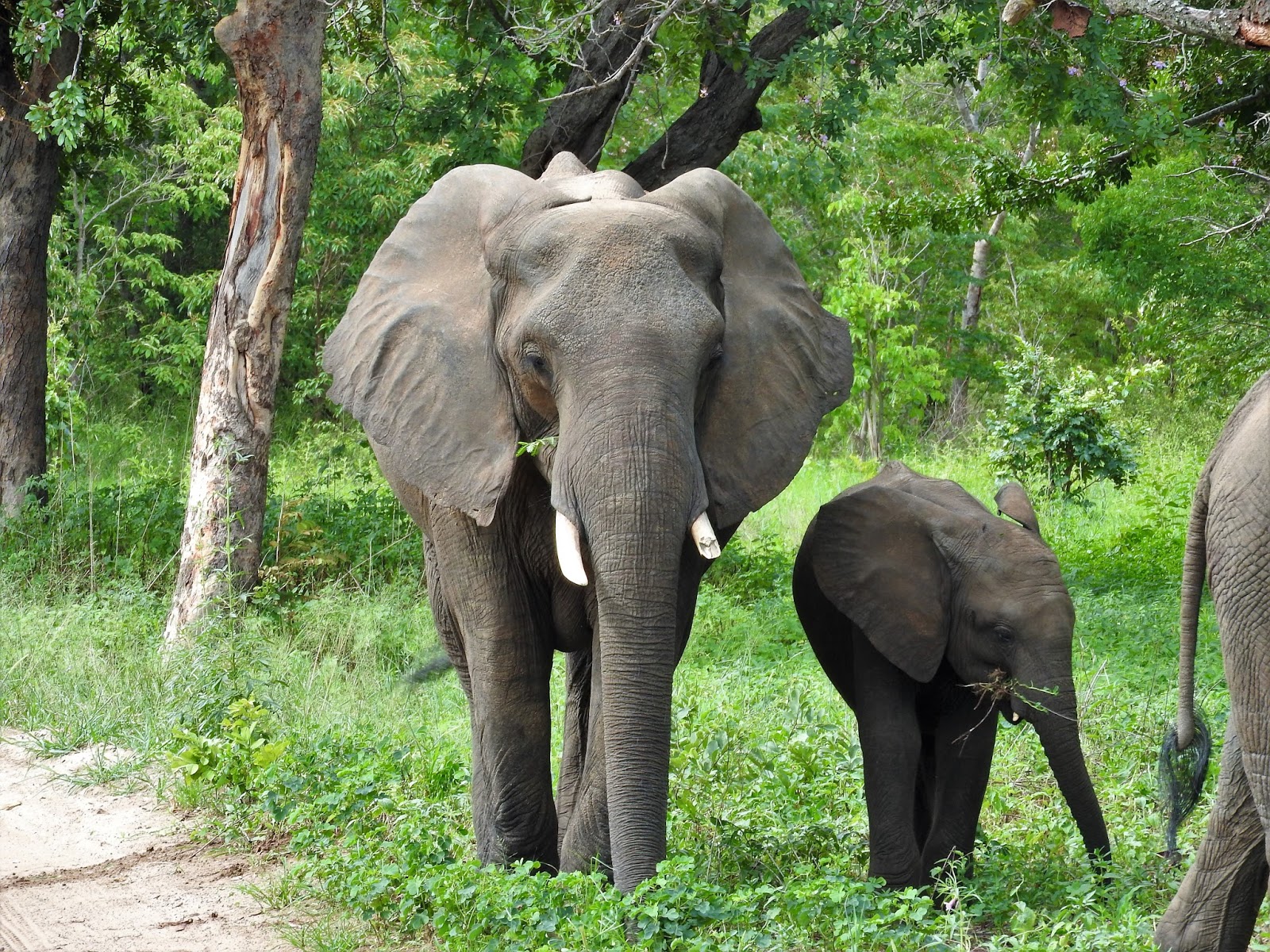 The Girl with the Panda Tattoo: Overland Africa: The Wildlife