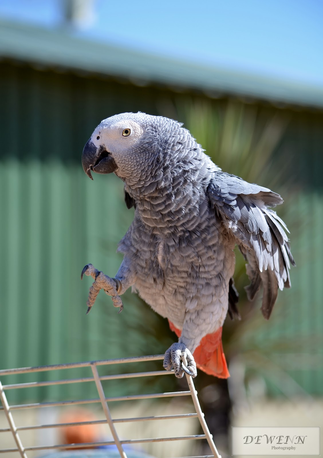 Dewein Photography: Naankuse Wildlife Sanctuary