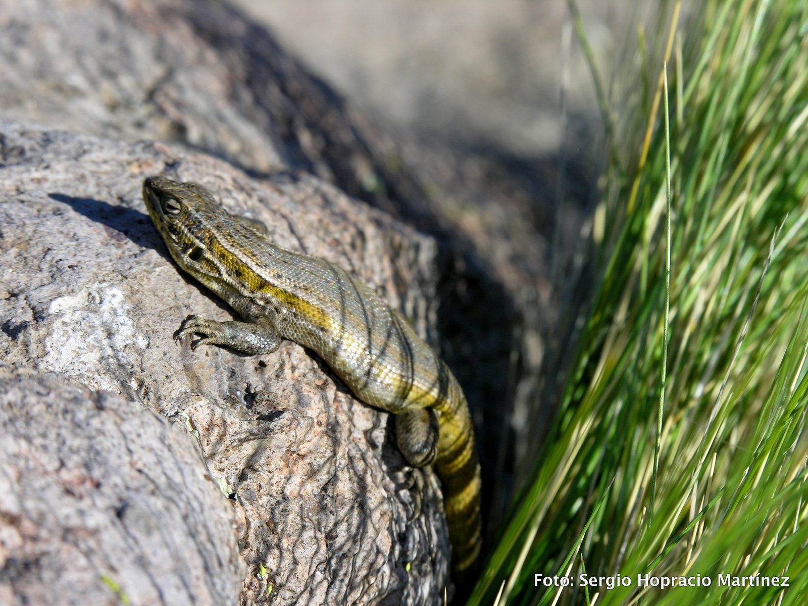Malargüe al Natural