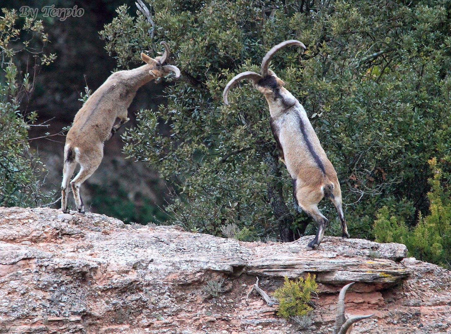 Viajes, Salidas, Naturaleza, (Fotografía).: Cabra Montés (Capra Pyrenaica).