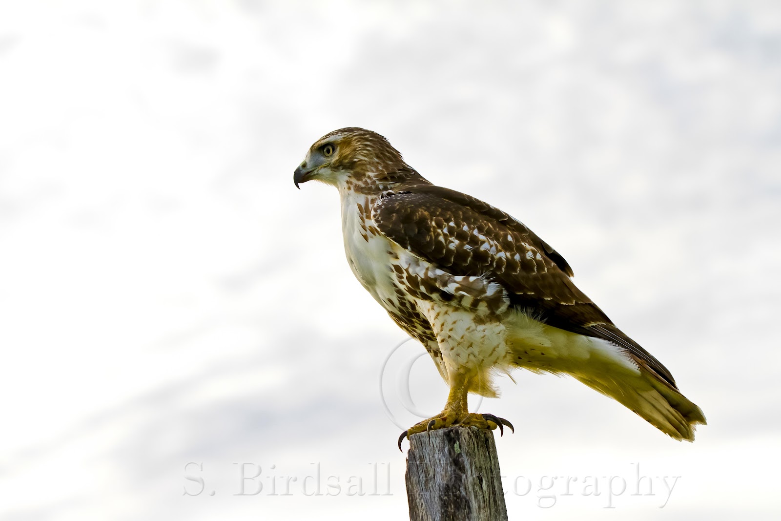 S. Birdsall Photography: Oh POOP, Did You See That Hawk?