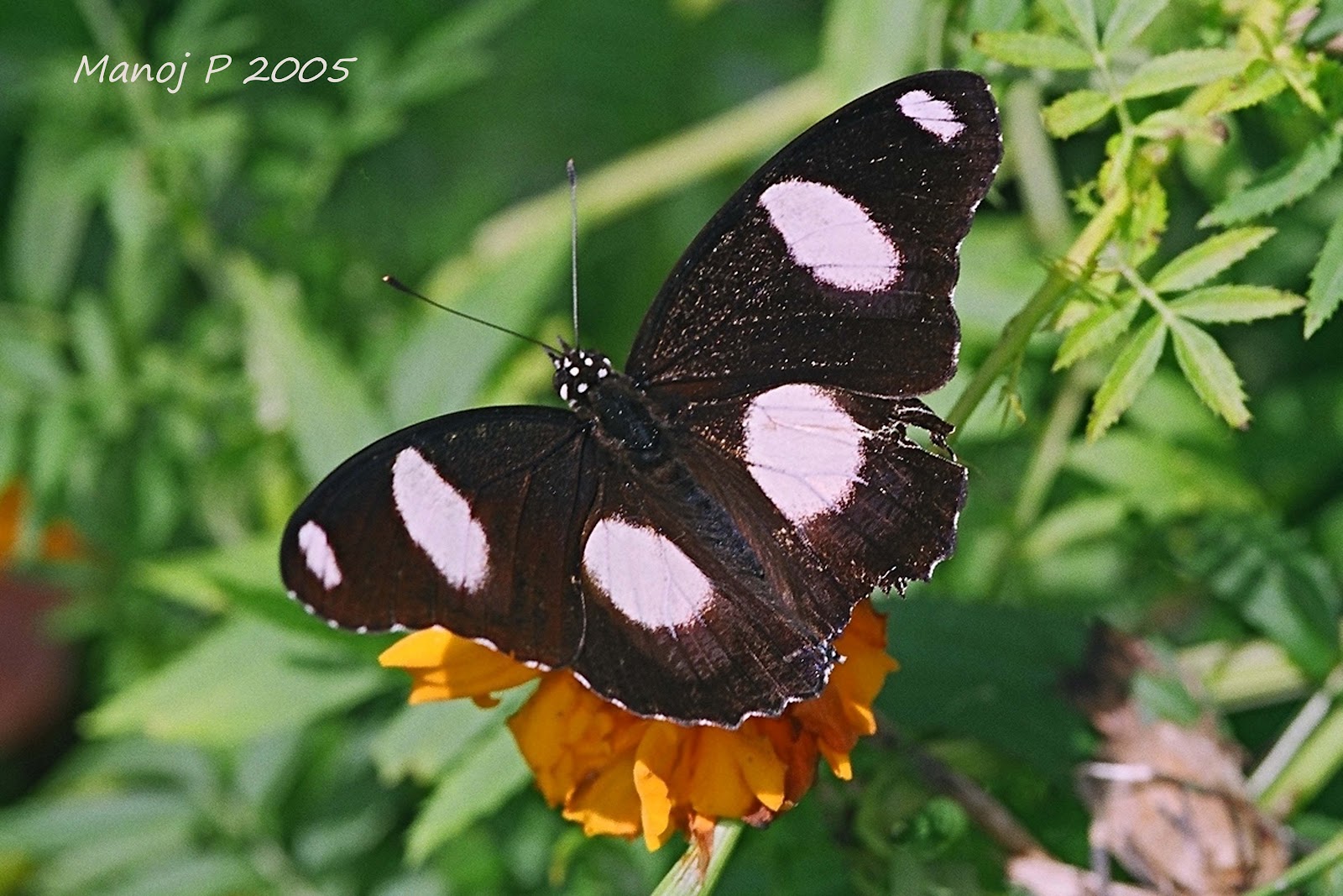 My Butterfly Garden: Danaid Eggfly
