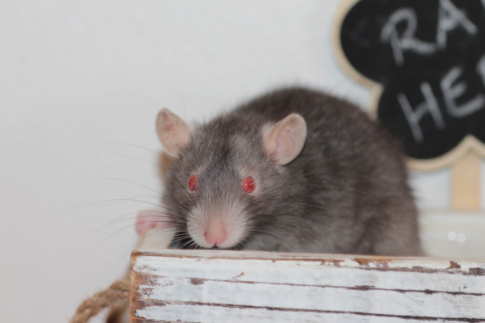 Rattitude's: Poikueet