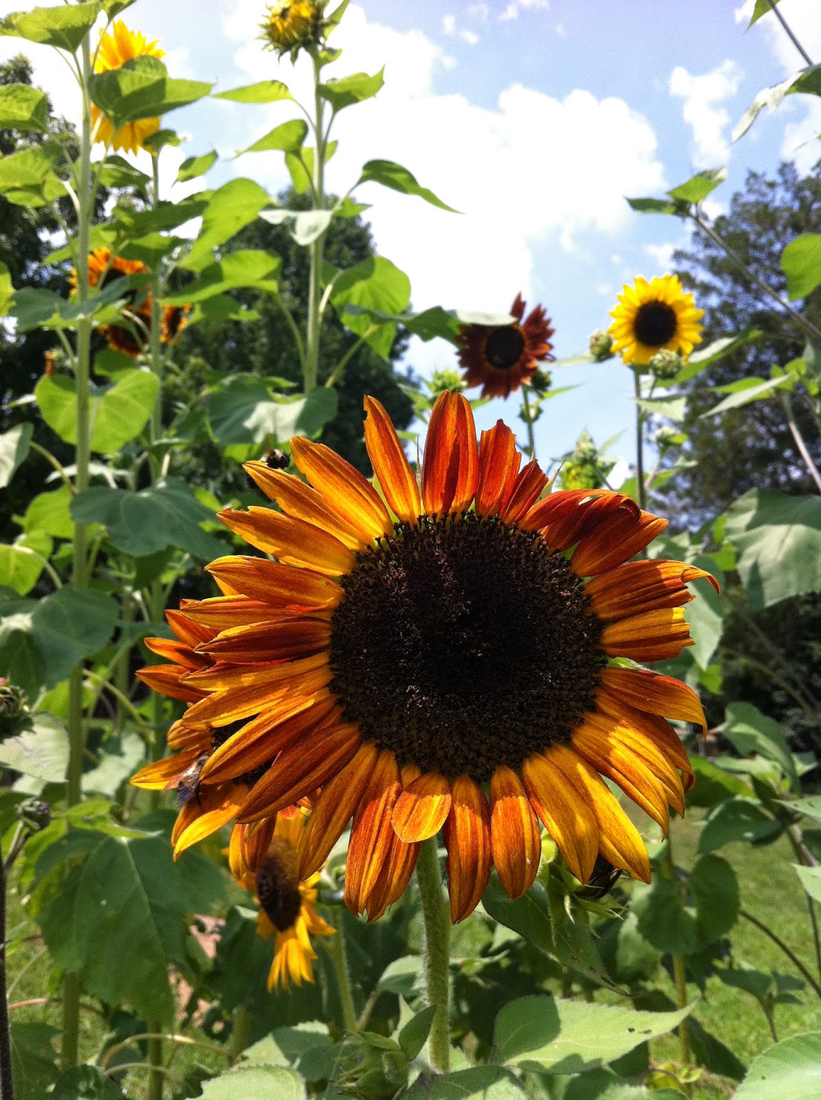Tatum's Farm: Sunflowers in August