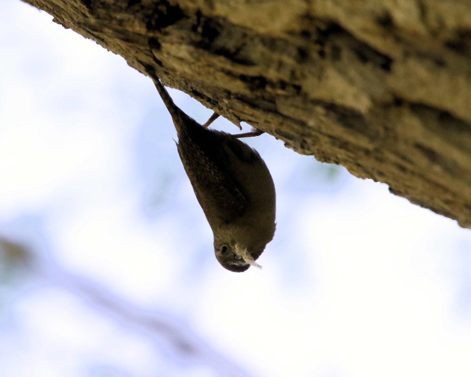 Birds from Behind : Watching and Seeing...