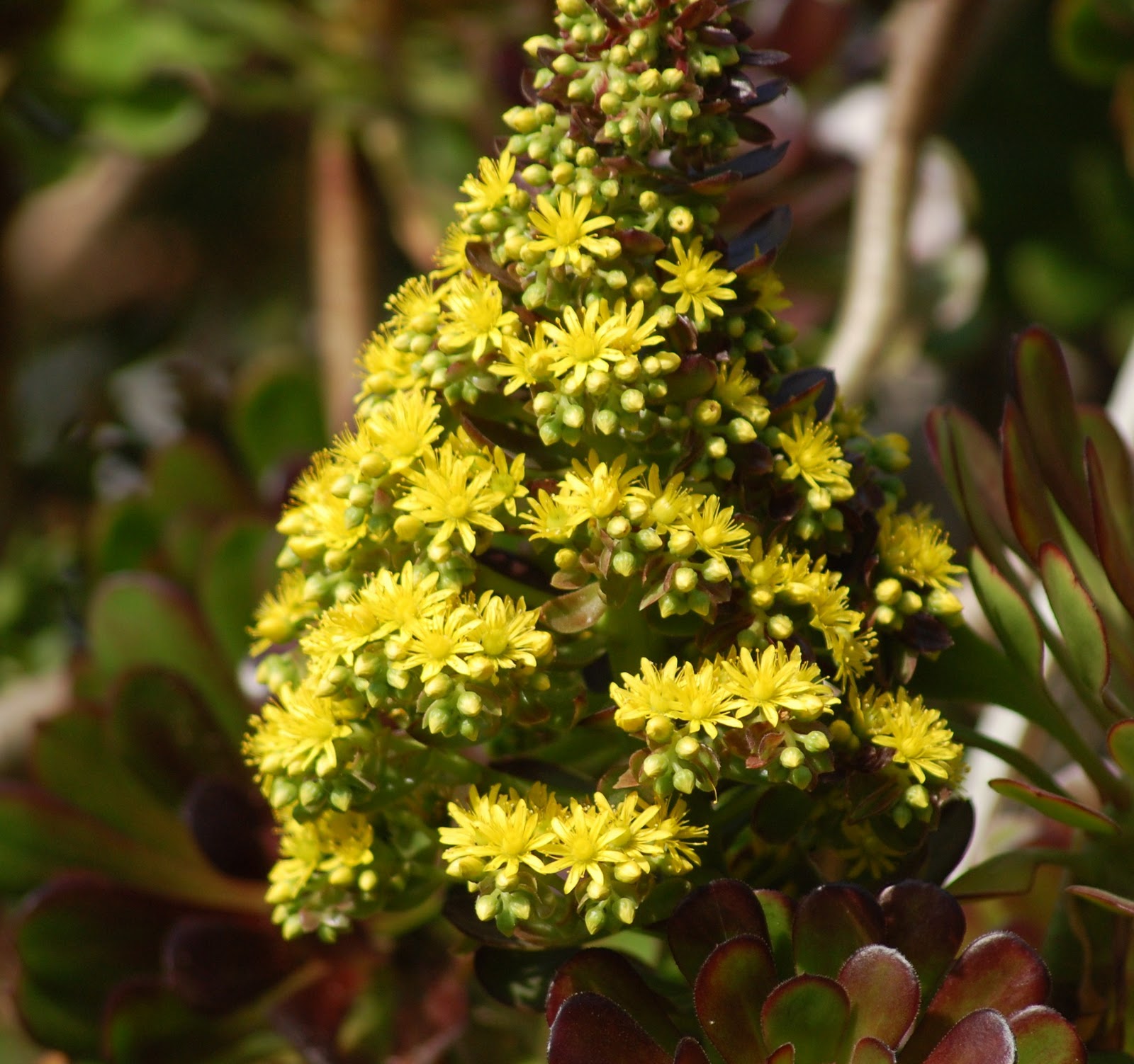 Plantas: Beleza e Diversidade: Saião (Aeonium arboreum)