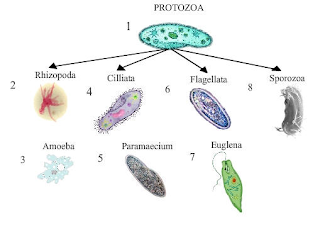 Biologi Sel: Protozoa - Teras Fisika