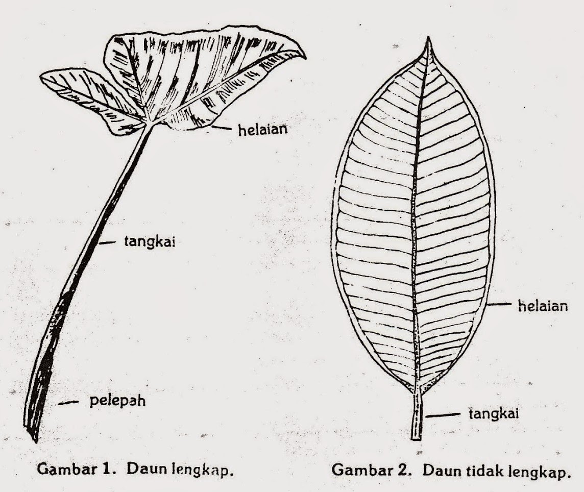 Bagian Bagian Daun ~ MUNAWI INSIDE
