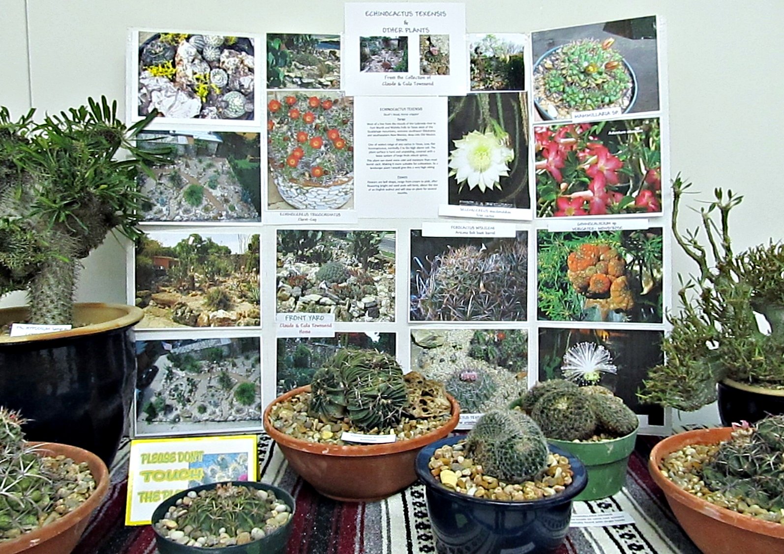 Rock-Oak-Deer: San Antonio Cactus & Xerophyte Society State Show & Sale