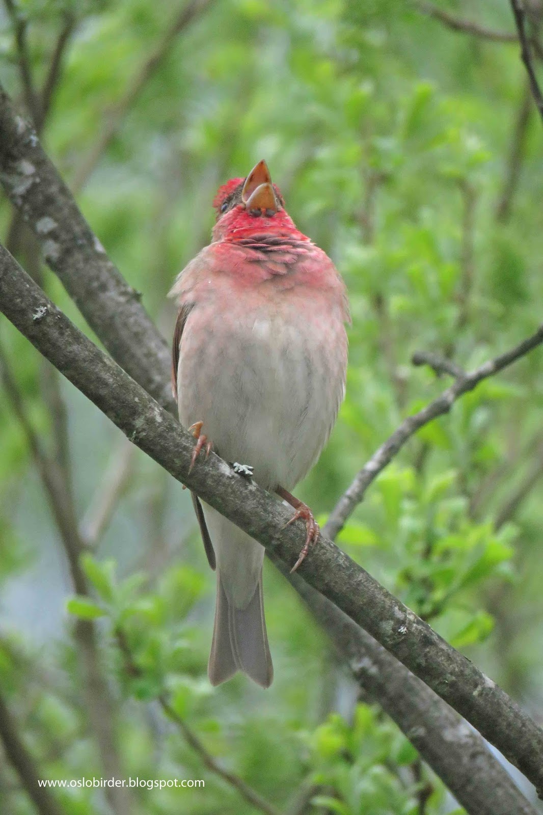 OSLO BIRDER: Rosefinch