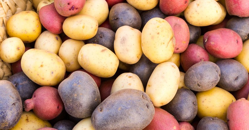 NellaMiaCucina: Diversi tipi di patate e come utilizzarle correttamente