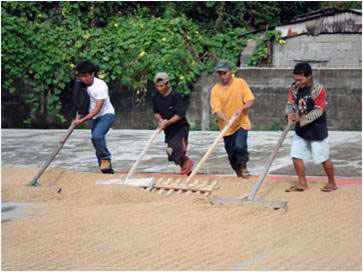 Mambulaoans WorldWide Buzz: DA technology outmodes palay sun-drying in ...