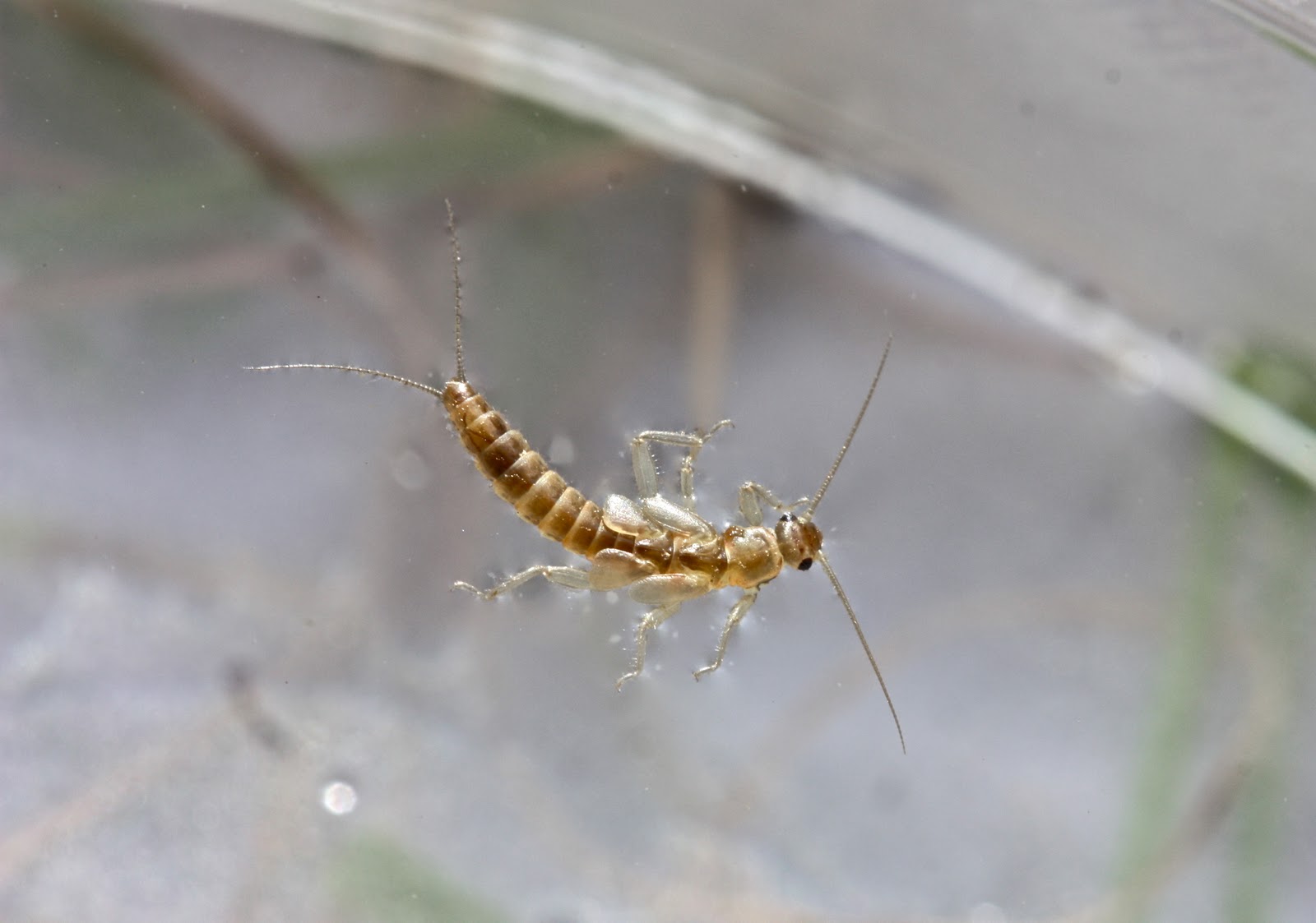 Aquatic Insects of Central Virginia: Stream Report: The Doyles and the ...