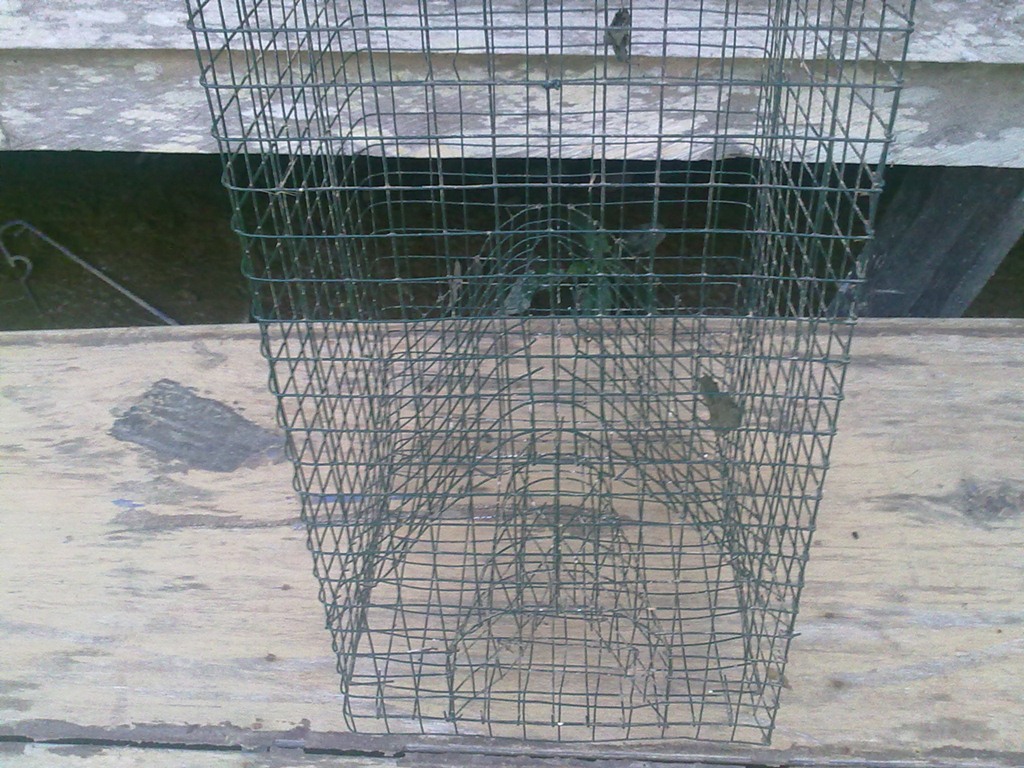 Cara Membuat Perangkap Ikan Dari Kawat