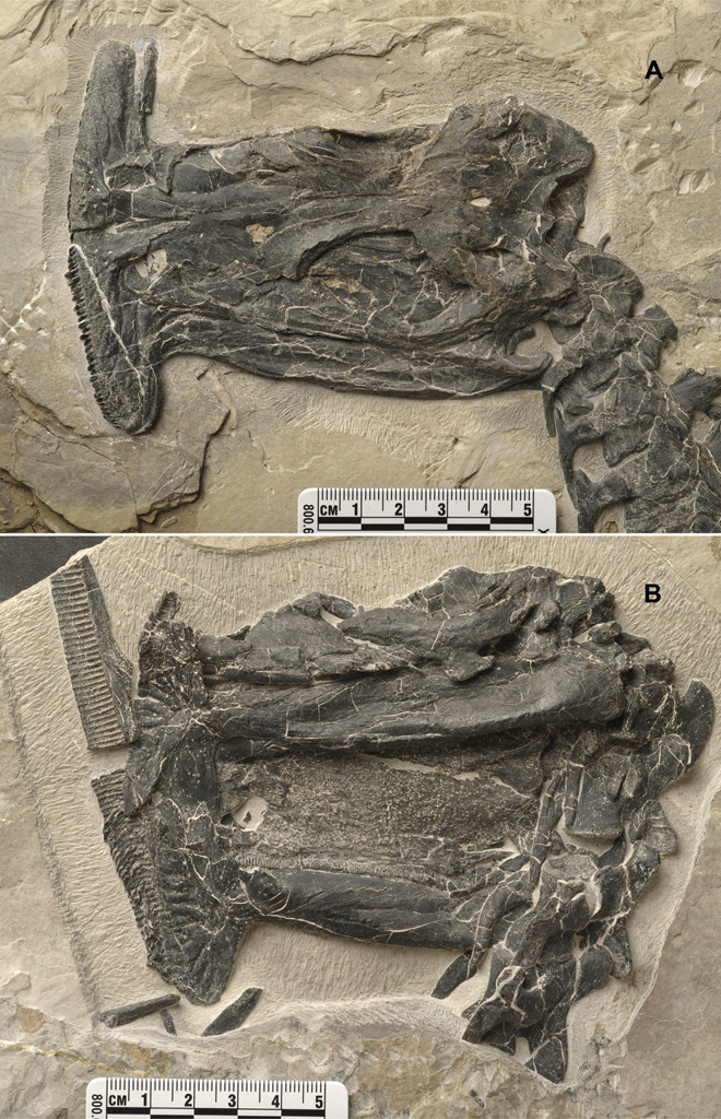 Species New to Science: [Paleontology • 2016] Atopodentatus unicus ...