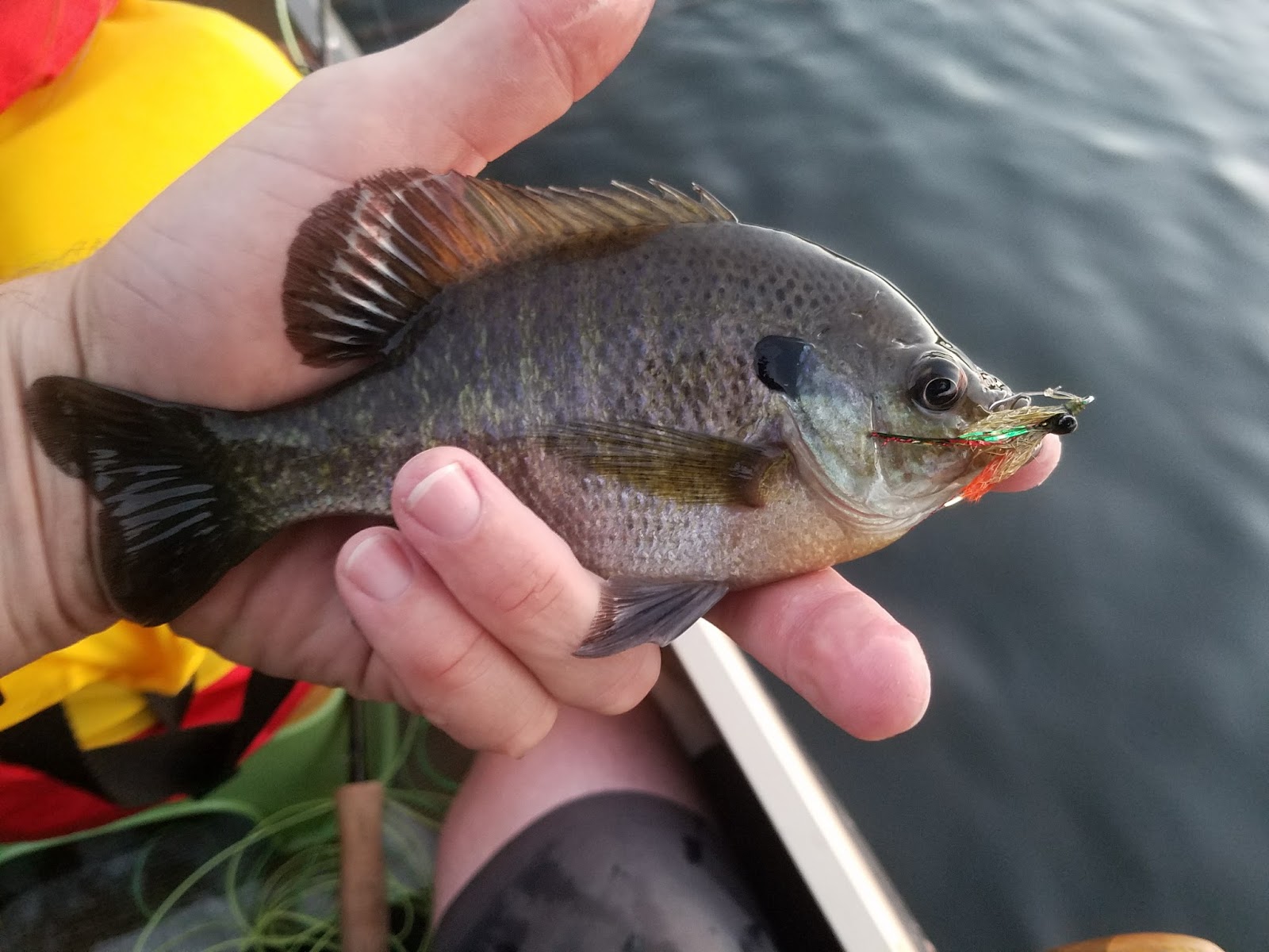 Headwaters Fishing Team: Fly Fishing the Delta Part 1 by Headwaters Fly ...