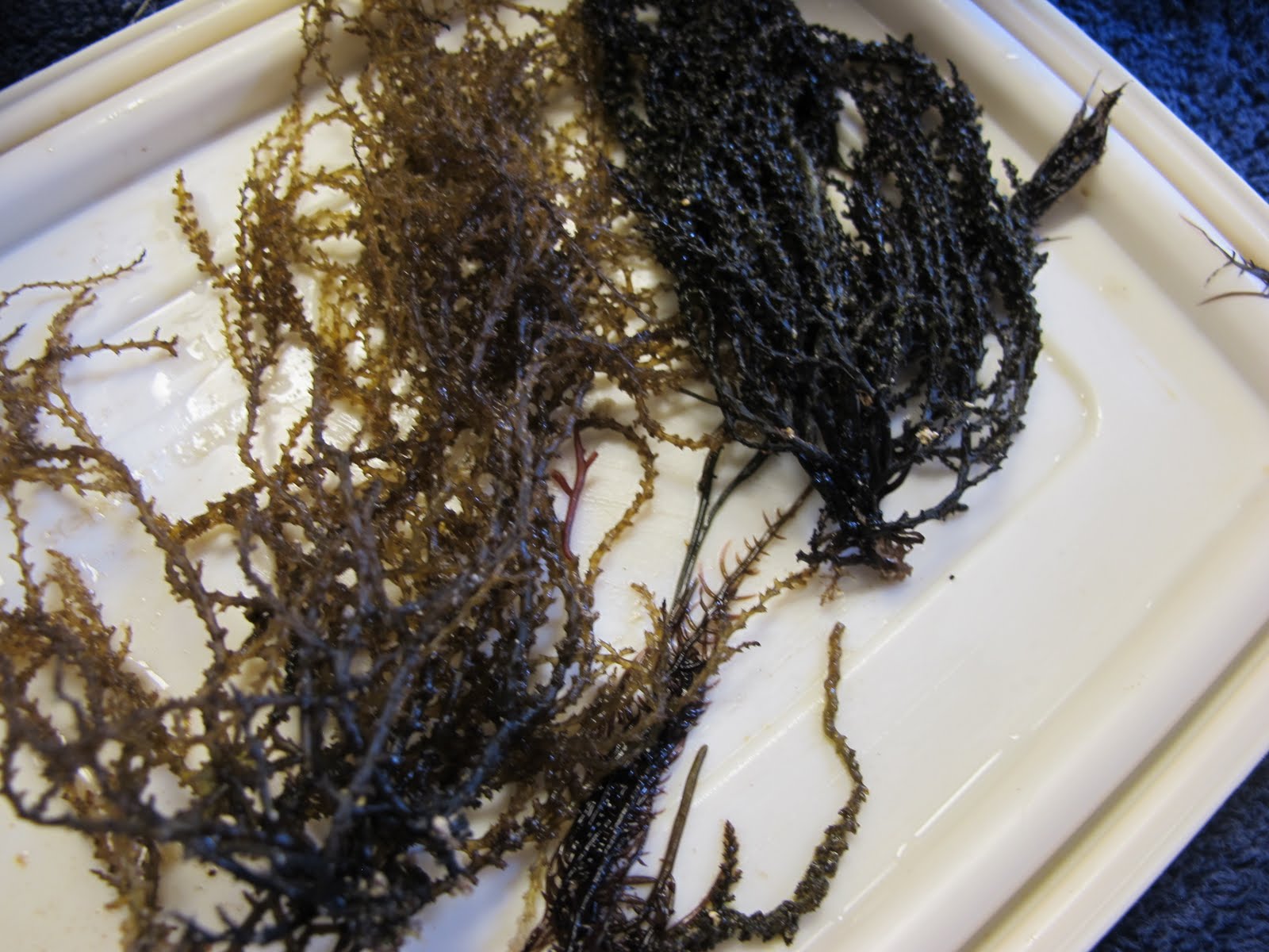 Mālama Learning Center WOW Workshops: WOW- Limu Identification and Uses ...