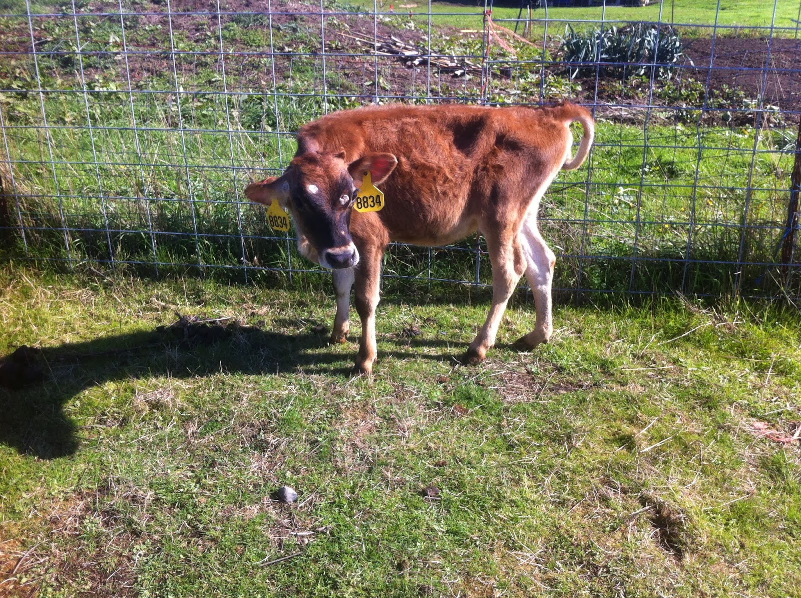 New To Farm Life: Meet the Cow (Chalk One Up for the Husband)