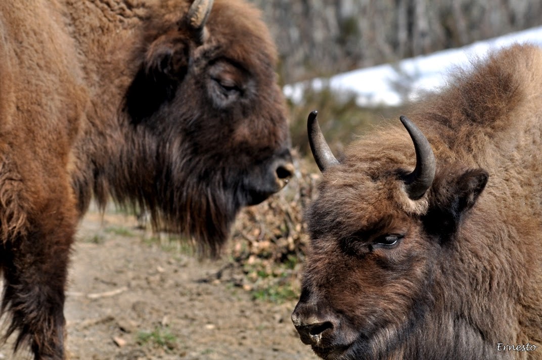 naturaleza diminuta: Bisonte europeo (Bison bonasus)