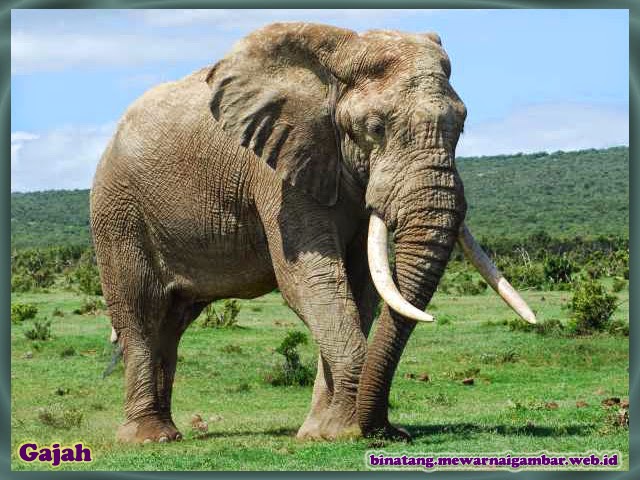 Nama Binatang Dari Huruf G | Nama, Gambar Binatang A-Z