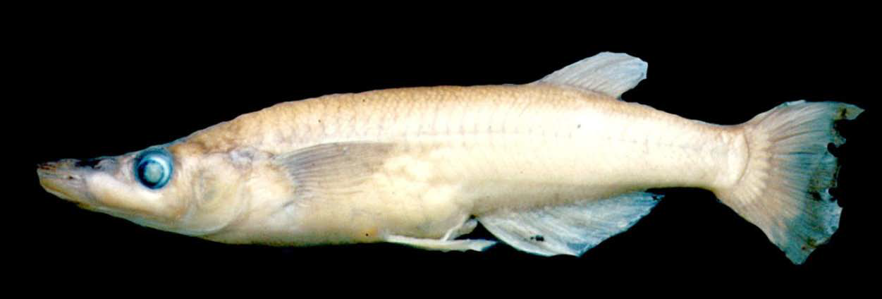 Mengenal Ikan Popta’s Buntingi (Terancam Punah)