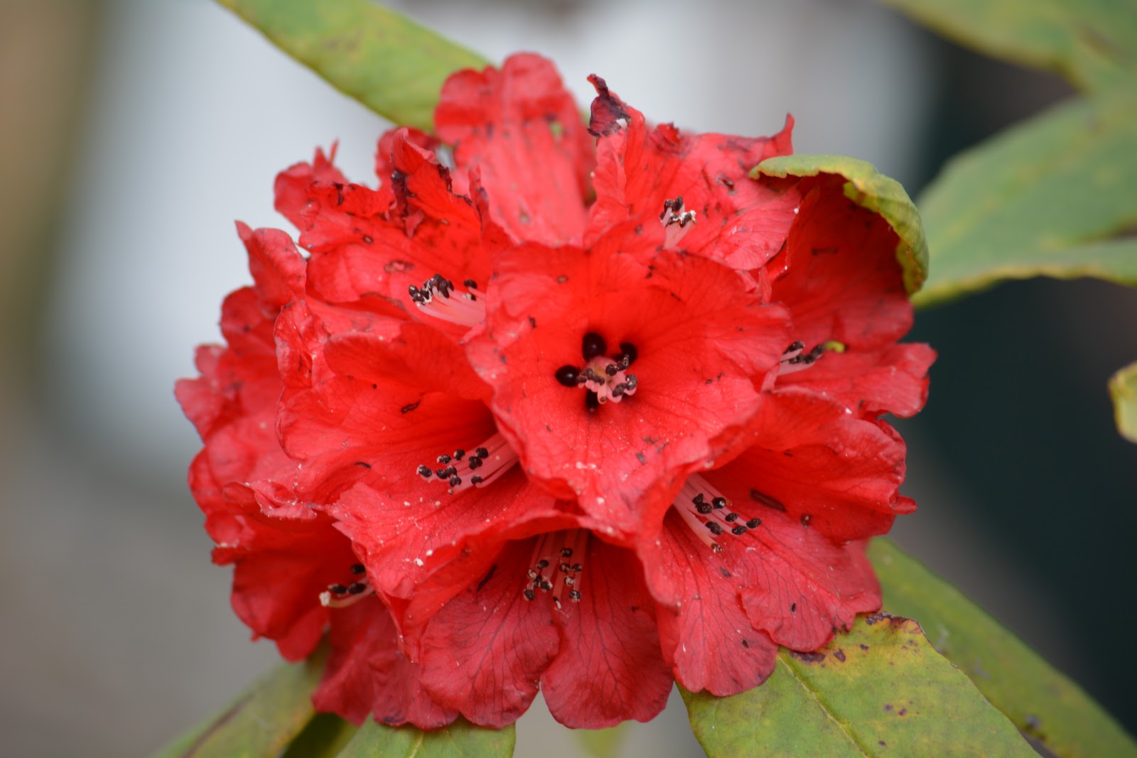 Varsey: The Land of Guras