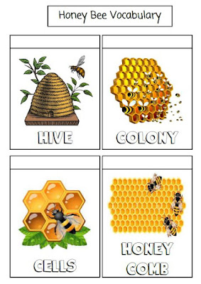 Iman's Home-School: Honey Bee Interactive Notebook