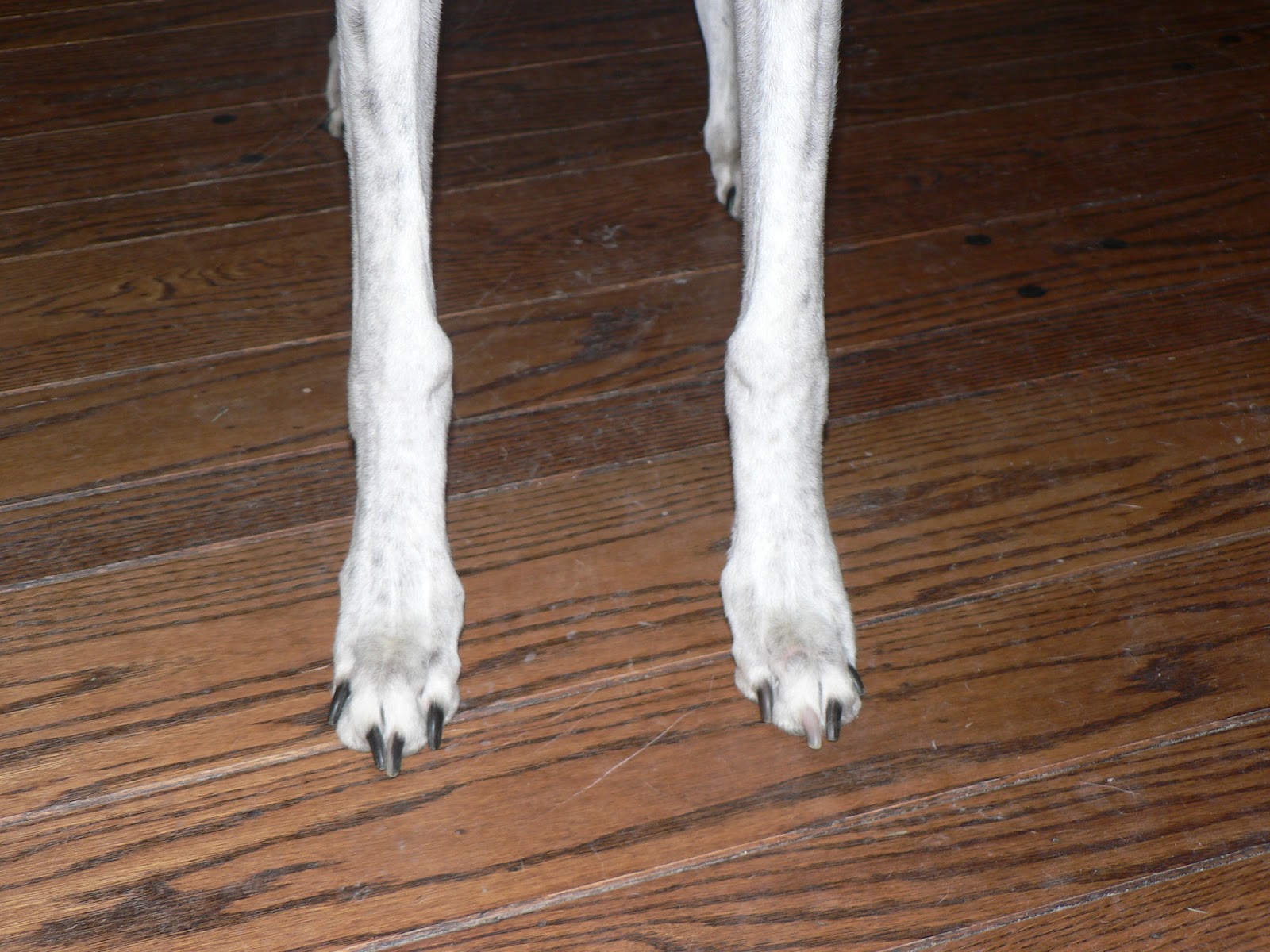 Aragon Greyhounds: Greyhound Carpal Joints